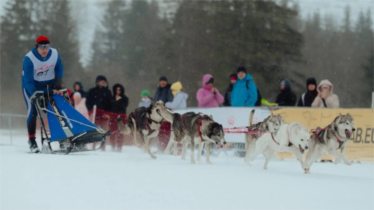 Major Dog Sled Race Canceled After Unseasonably Warm Weather