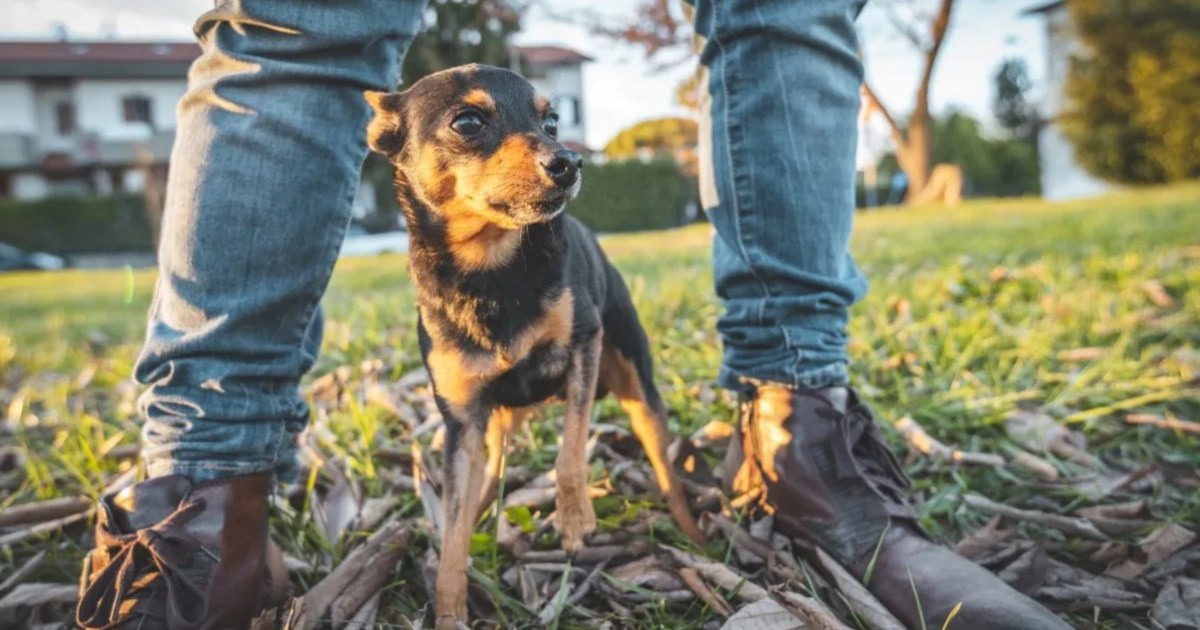 Dog Stolen by Drug Addict Ex, Blackmails Partner for Return