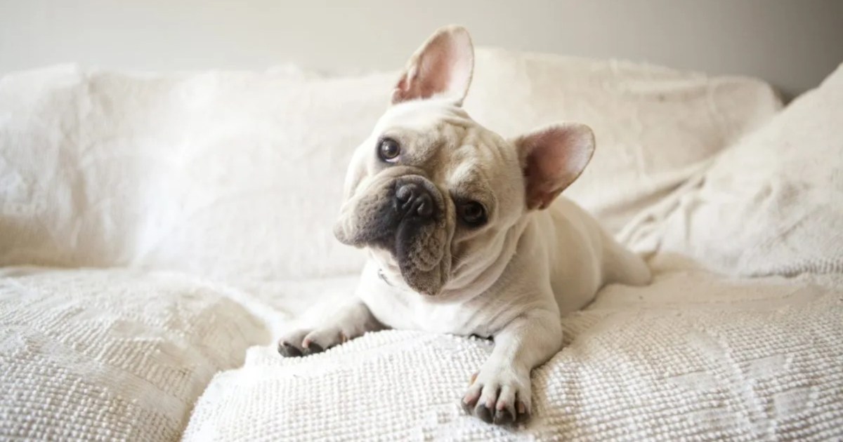 French Bulldog Creates Smiles by 'Talking Loudly' in Funny TikTok Video