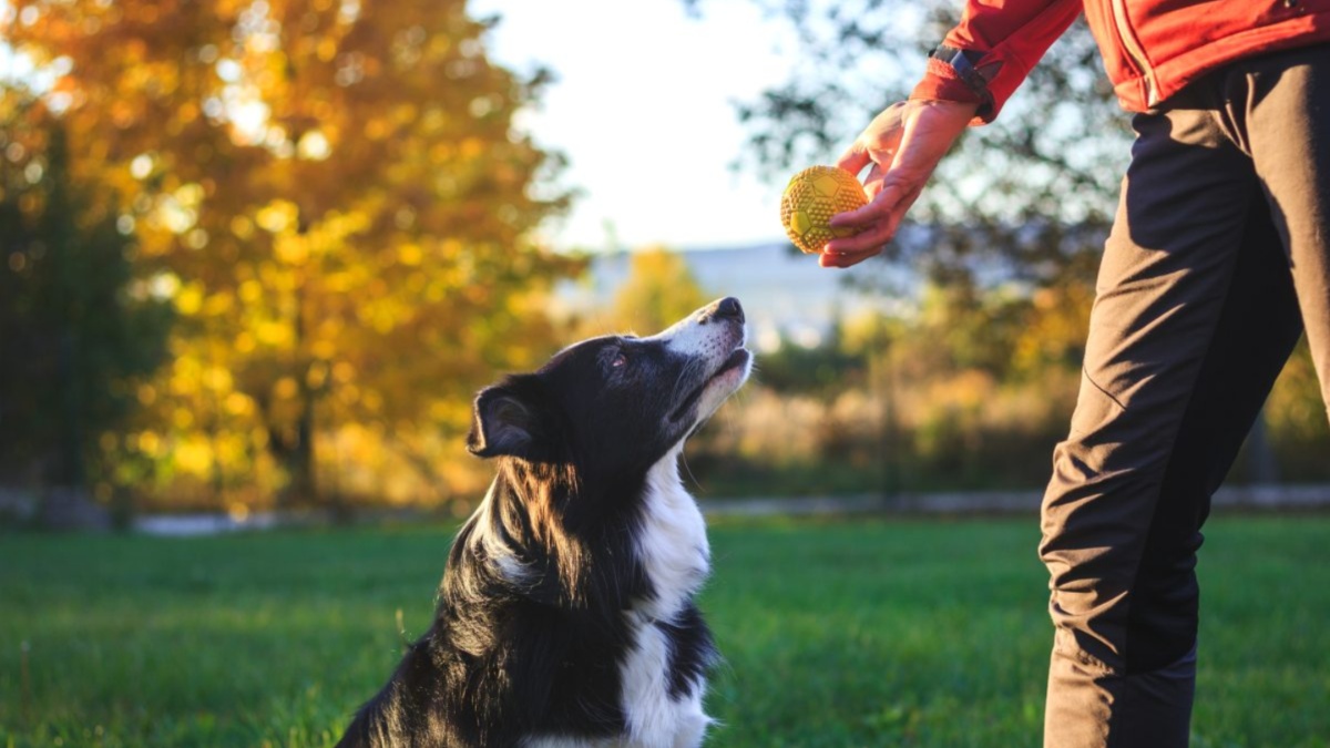 What Really Happened in the Tampa Bay Dog Park Shooting?
