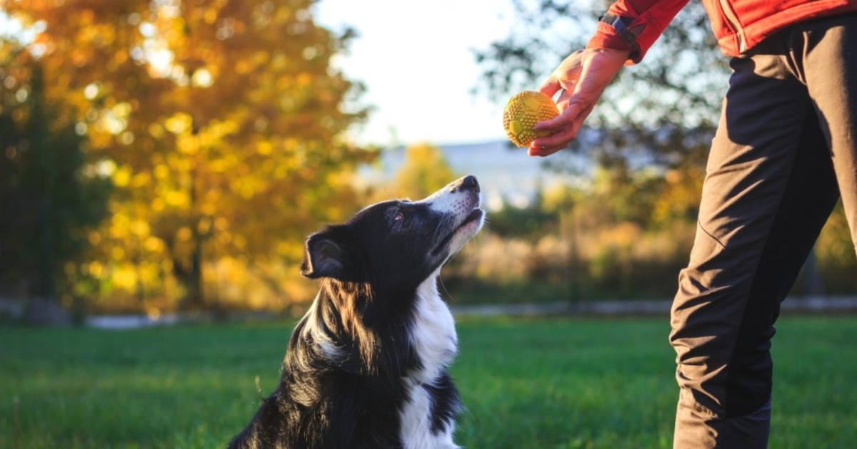 What Really Happened in the Tampa Bay Dog Park Shooting?