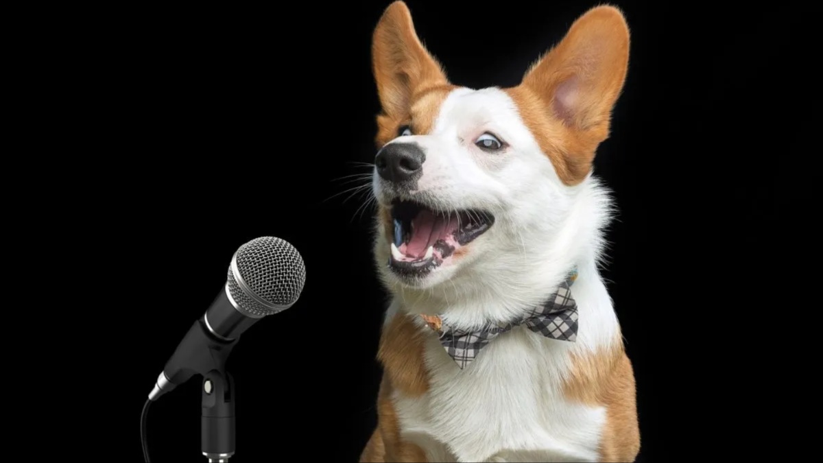 TikTok of Dog Hitting High Note in Taylor Swift Song Goes Viral