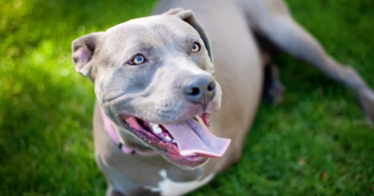 Three-Legged Dog With Missing Foot Is Looking for Love