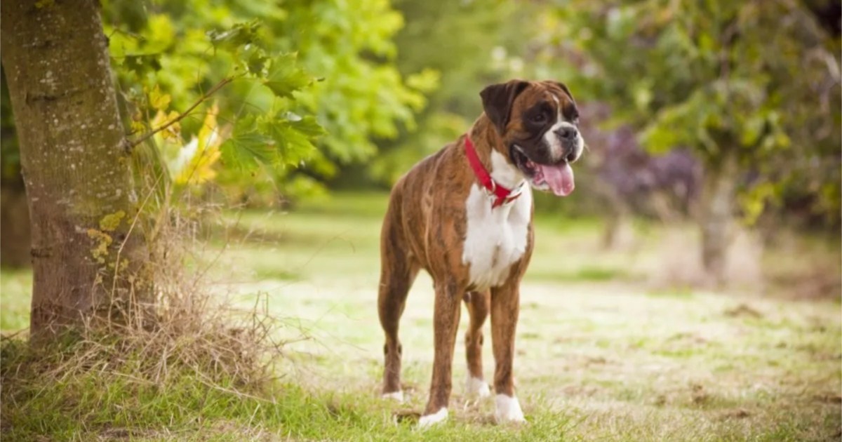 Intoxicated Woman Drugged, Sexually Abused Male Dog