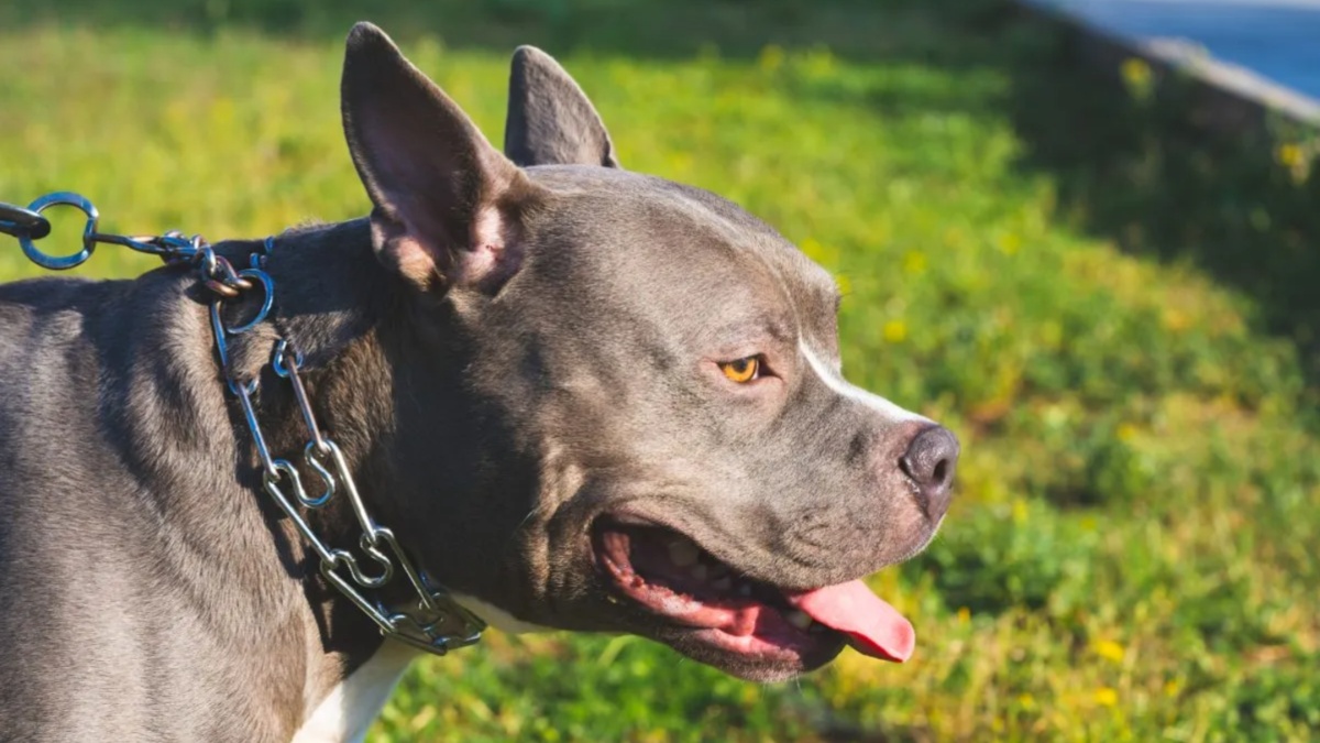 Suspected XL Bully Attack Leads to Dog Death & Elderly Woman Injured