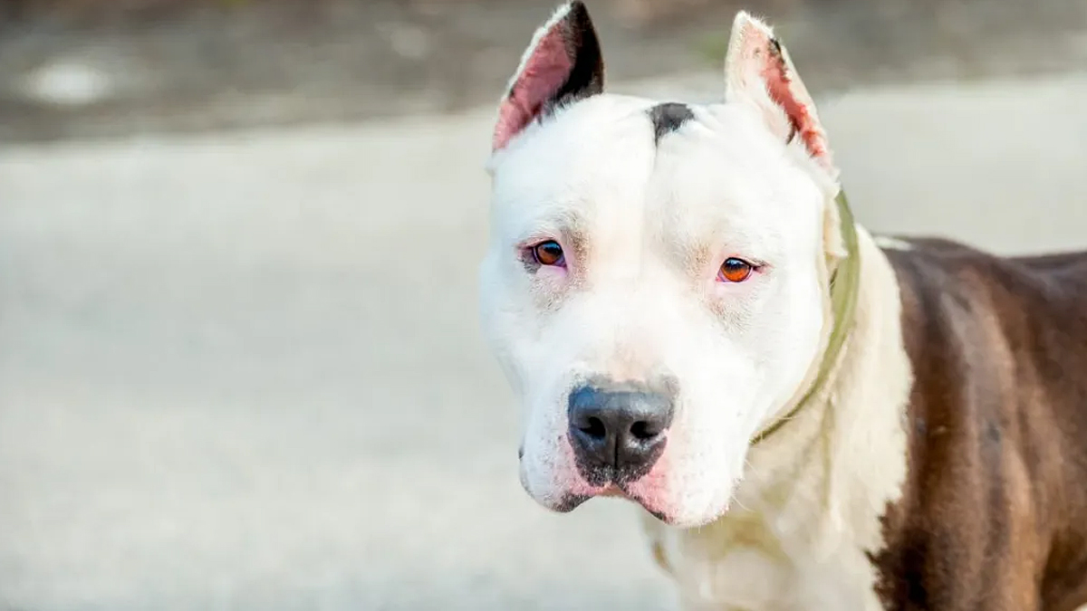 What Is a Bait Dog? How to Rescue Them?