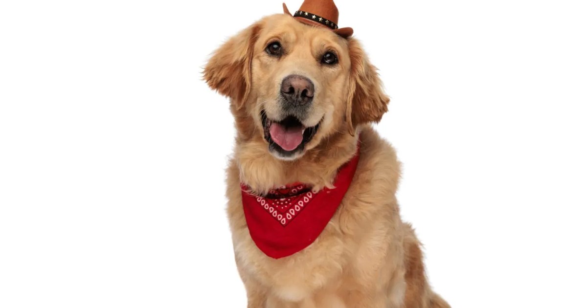 Cowboy Puppy Steals Hearts in Viral TikTok Video