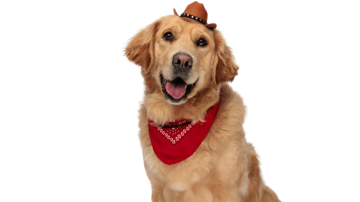Cowboy Puppy Steals Hearts in Viral TikTok Video
