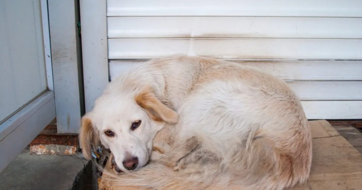 Disabled Dog Rescued From Iran Now Fostering Puppies