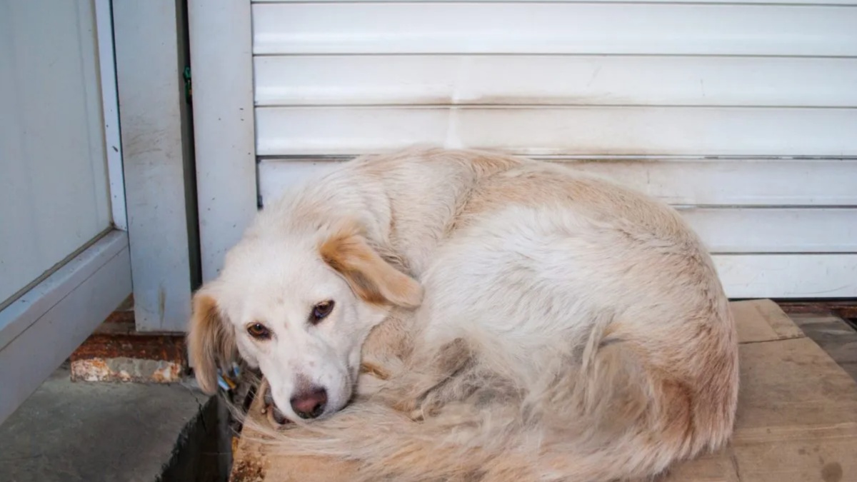 Disabled Dog Rescued From Iran Now Fostering Puppies