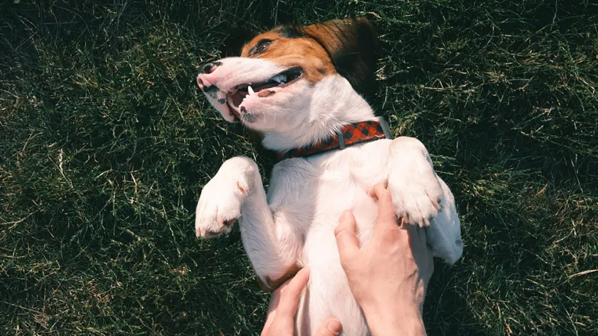 Do Dogs Have Belly Buttons & Can They Stick Out?