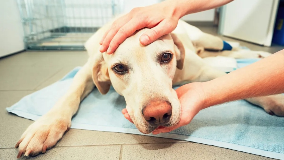 Prostate Cancer In Dogs: Symptoms, Causes, & Treatments - DogTime