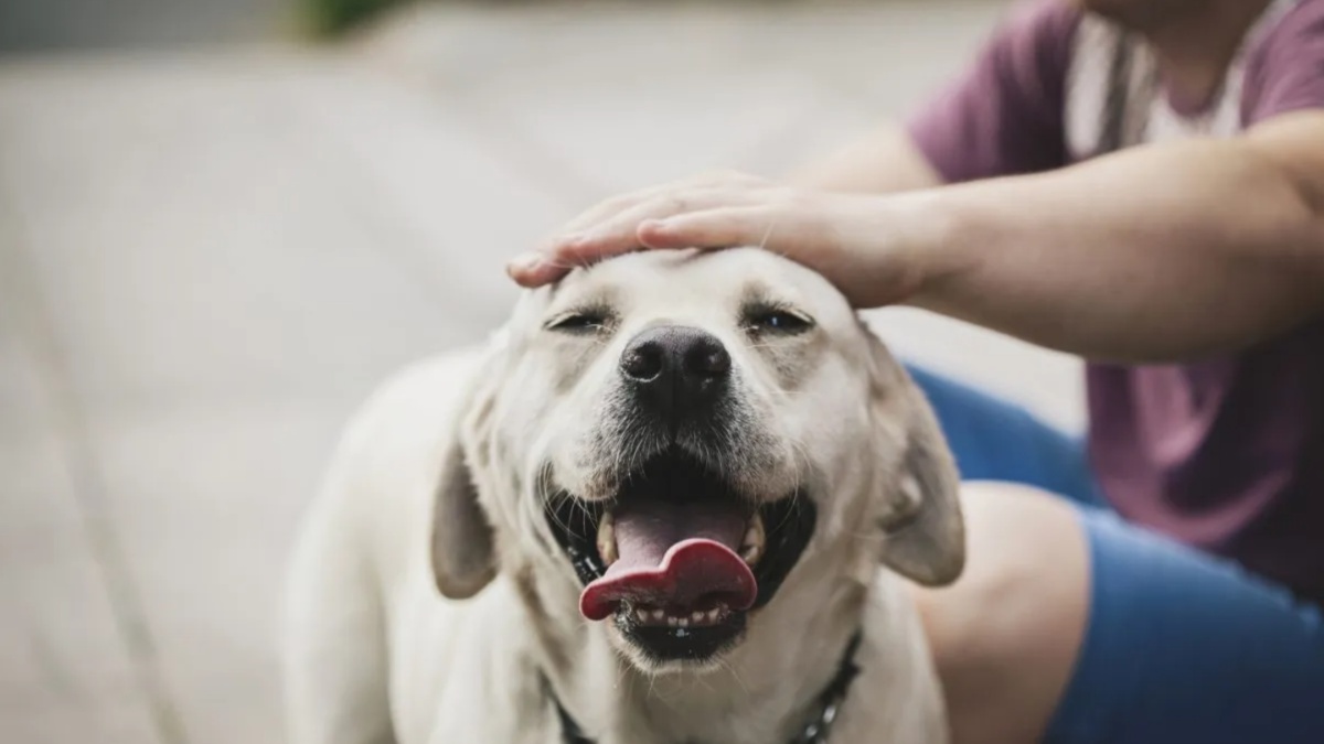 Will My Dog Eat Me if I Die Alone?