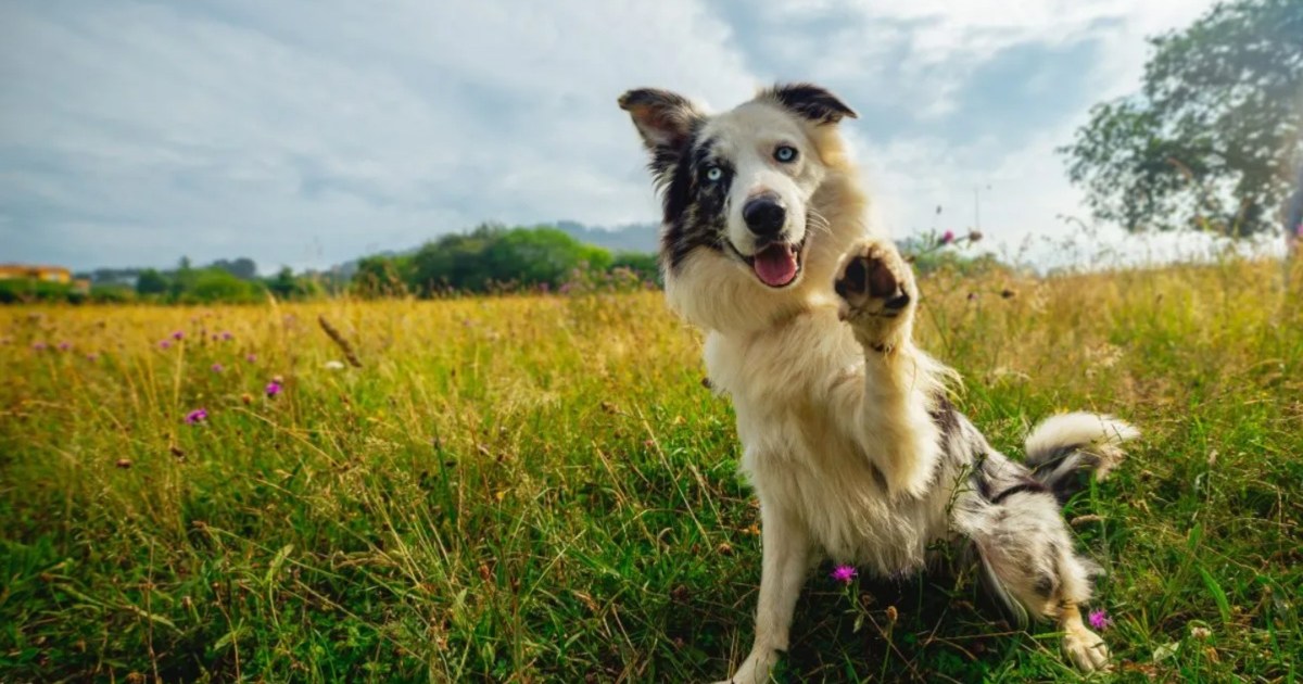 All About the Dog in 'Anatomy of a Fall'
