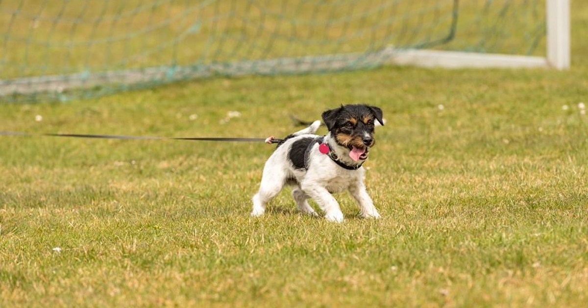Soccer Match Interrupted Twice Due to Dog Poop on Pitch in Penrith, UK
