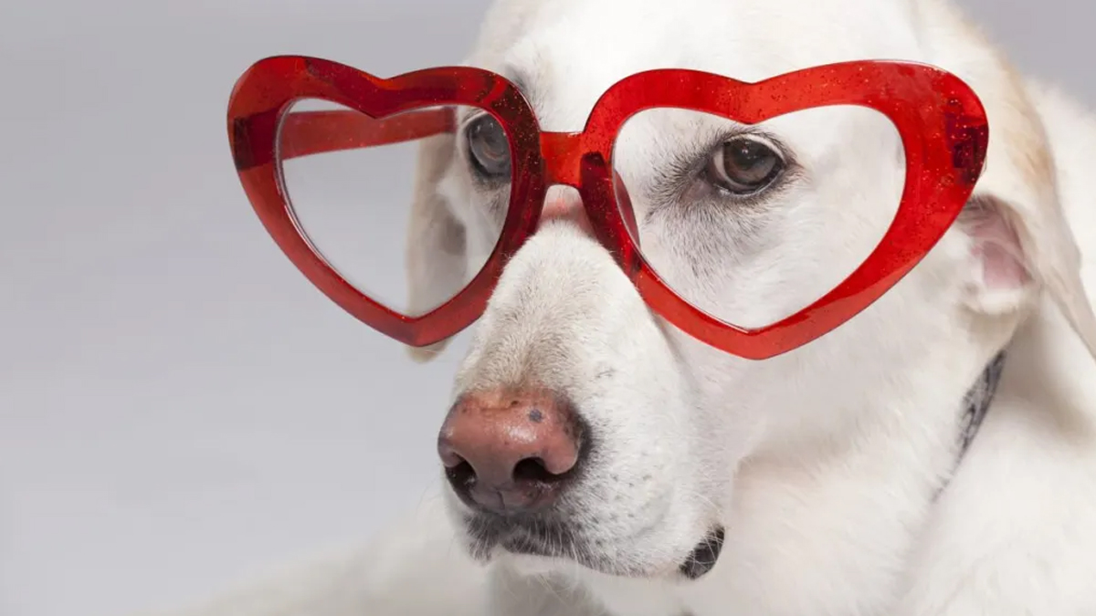 The Most Amazing Dog Videos of the Week 1-16-23 - DogTime