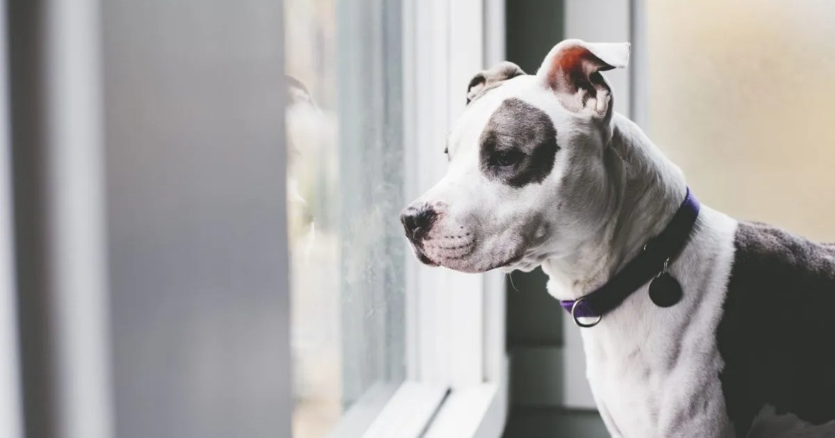 Sweet Senior Shelter Dog Has Spent Years Awaiting a Home