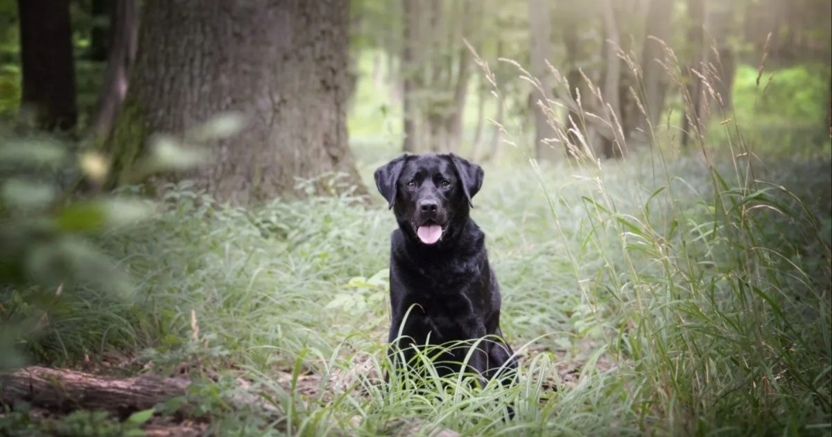 Perthshire Police Launch Murder Probe After Dog Walker Shooting