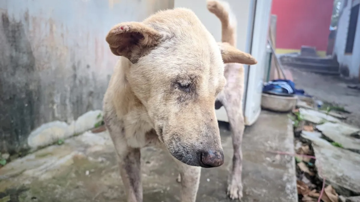 Man Found With Malnourished, Dead Dogs