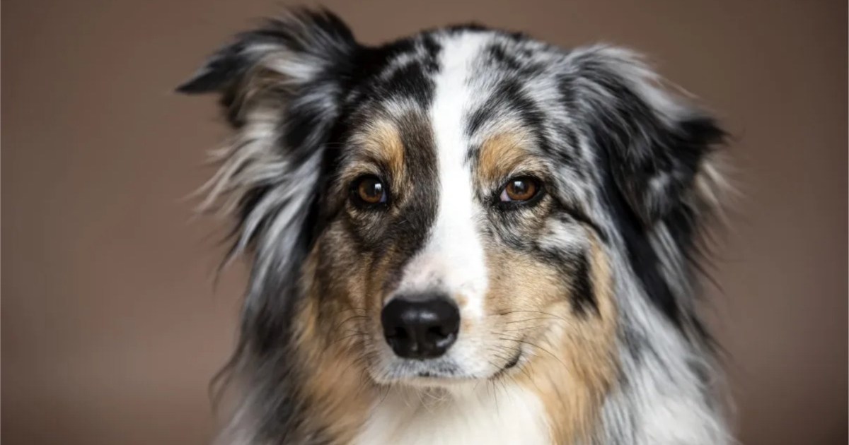 Dog Shot By Real Estate Agent