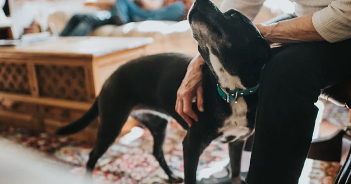 Rescue Dog’s Heartwarming Adoption Video Goes Viral on TikTok