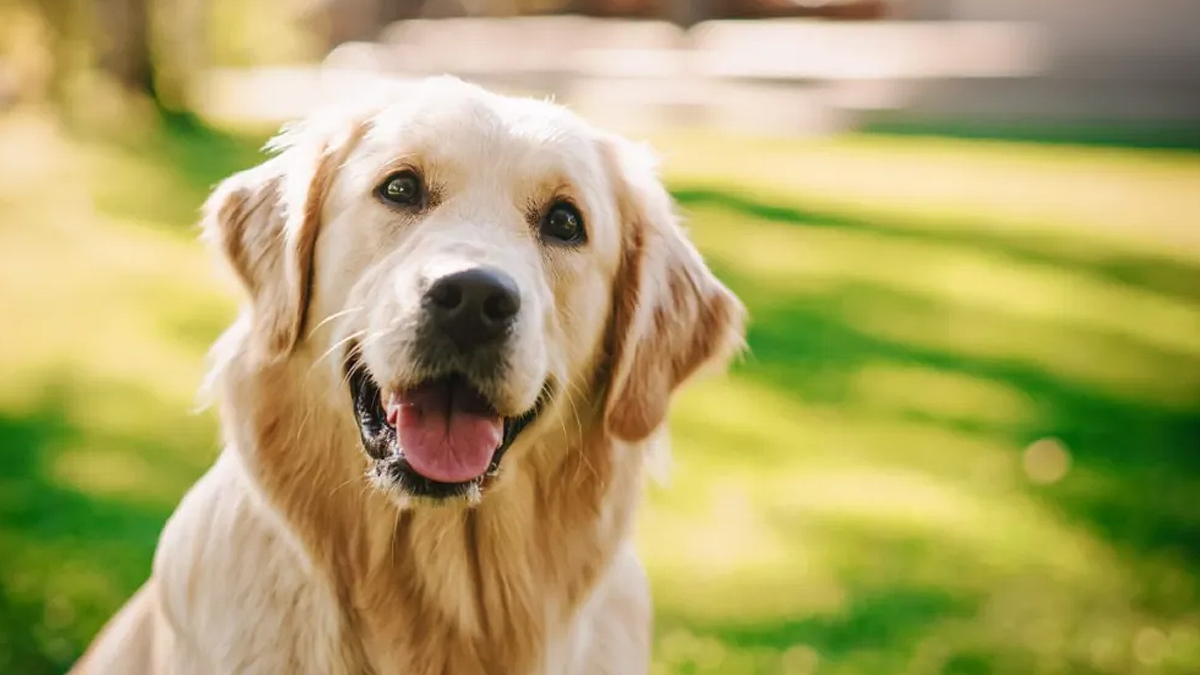 ‘Thief’ Dog Caught Stealing Work Clothes in Hilarious TikTok Video