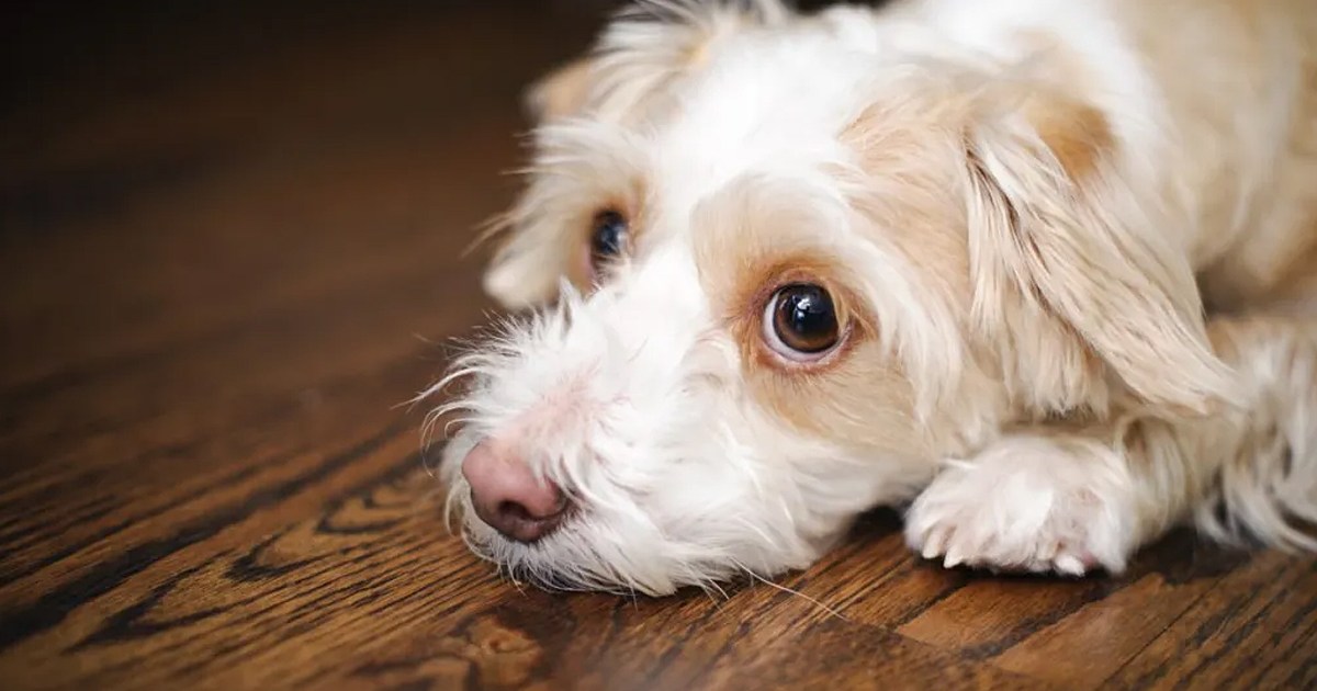 Small, Long-Nosed Dogs Live Longer; Flat-Faced Breeds Die Sooner, Study ...