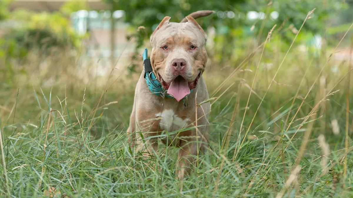 XL Bully Ban Begins in England & Wales, Thousands Remain Unregistered