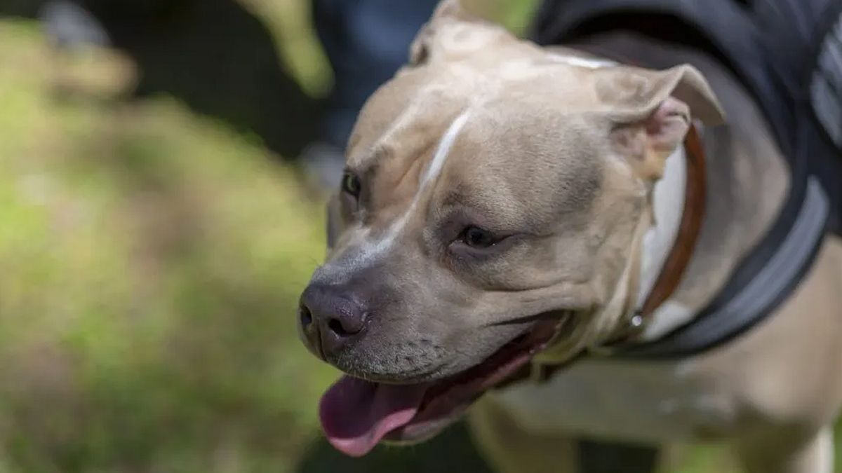 XL Bully Owner Feels 'Even Worse' Complying with New Ban Rules