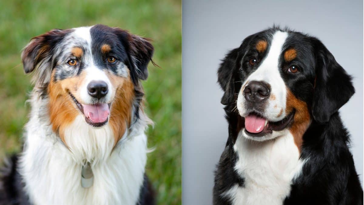 Australian Mountain Dog Breed Information & Characteristics