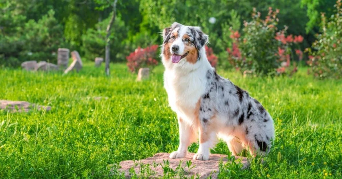 Crufts 2024: Australian Shepherd Viking Takes Home Best in Show Title