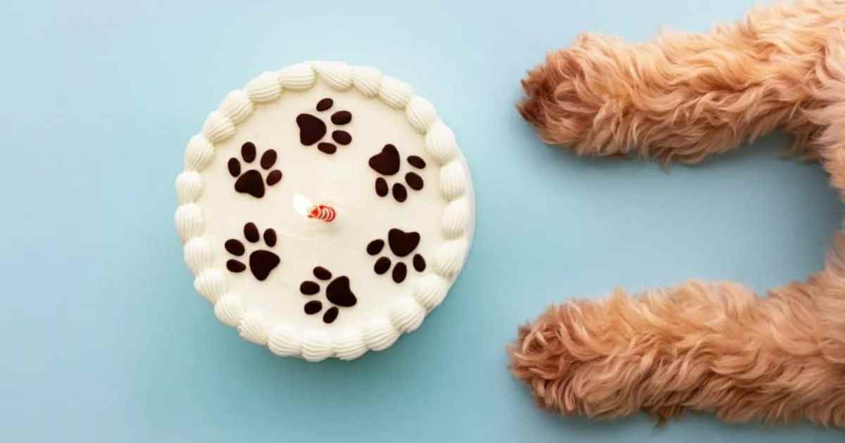 Pet-Inspired Dog Cake Deemed ‘Deranged’ & ‘Too Realistic’