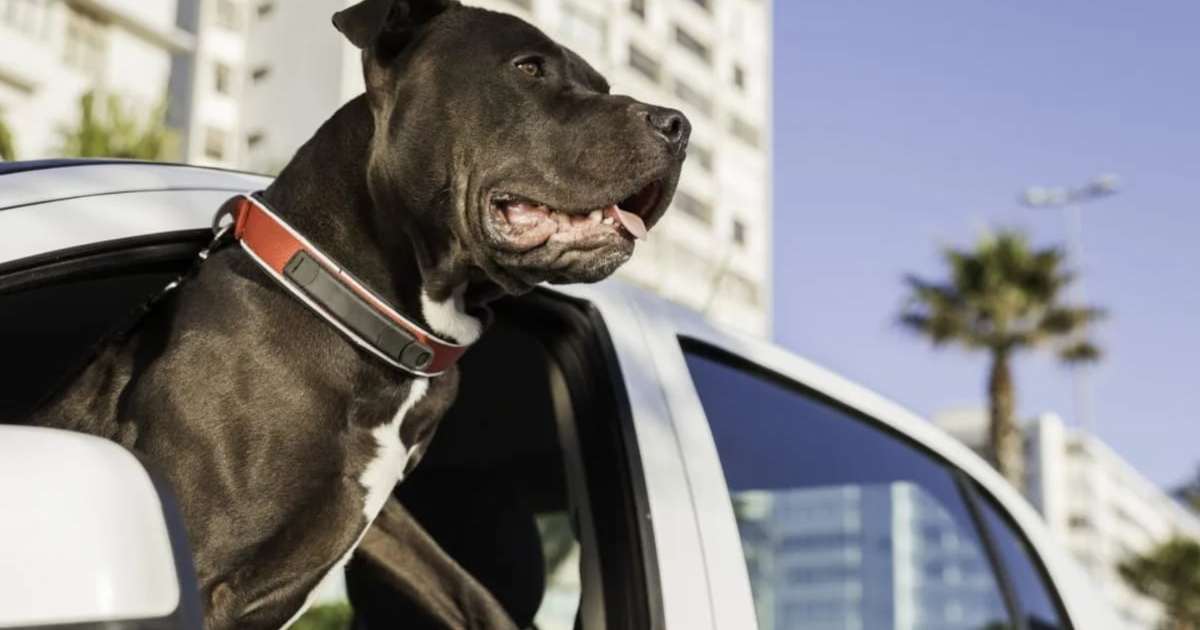 Dog Enjoys Limo Ride to New Home After Years in the Shelter