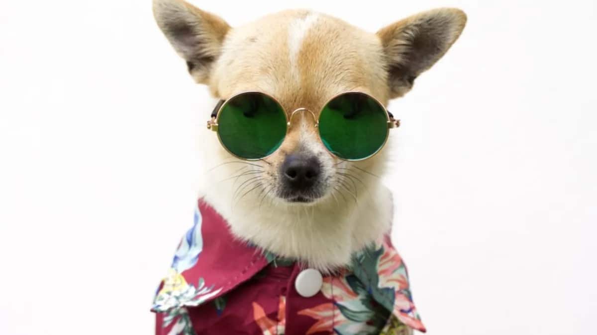 Influencer Dog Bao the Chihuahua Owns $2500 Wardrobe & Travels the World