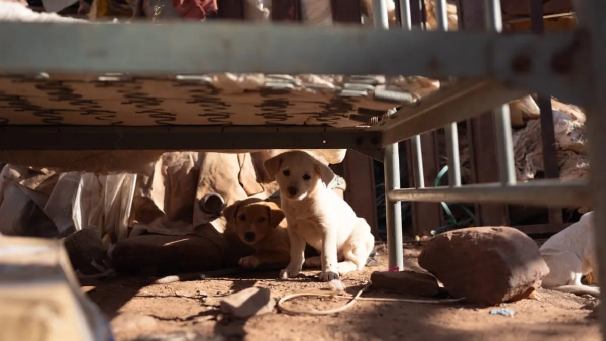 86 Dogs Rescued From Hoarding Situation in California