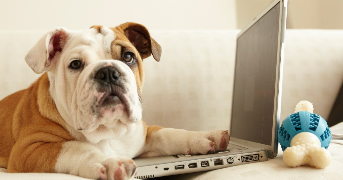 See the Most Googled Dog Questions (And Their Answers) Here