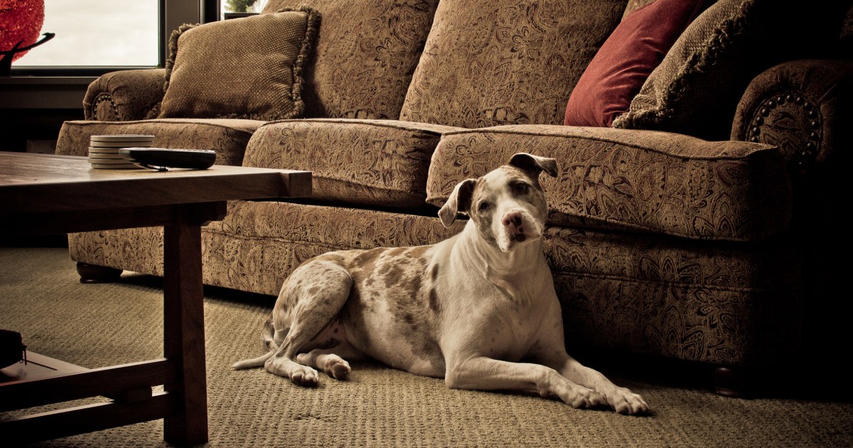 Catahoula Leopard Dog Personality: Are the Dogs Aggressive?