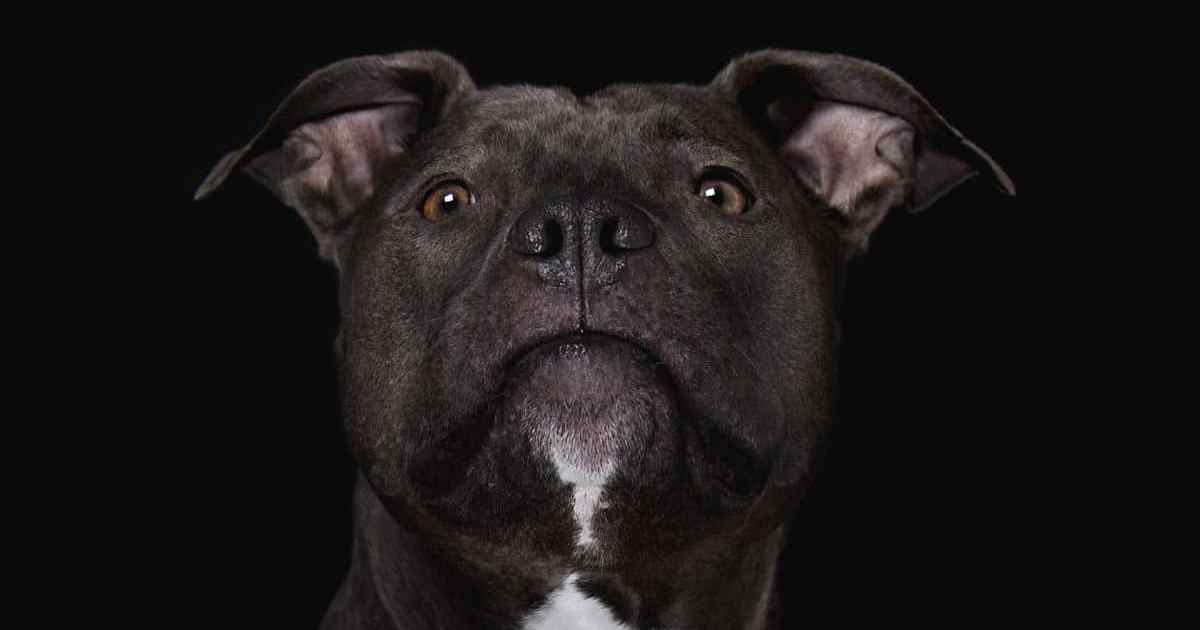 Police Offer $10,000 Reward for Info on Pit Bull Found Dead