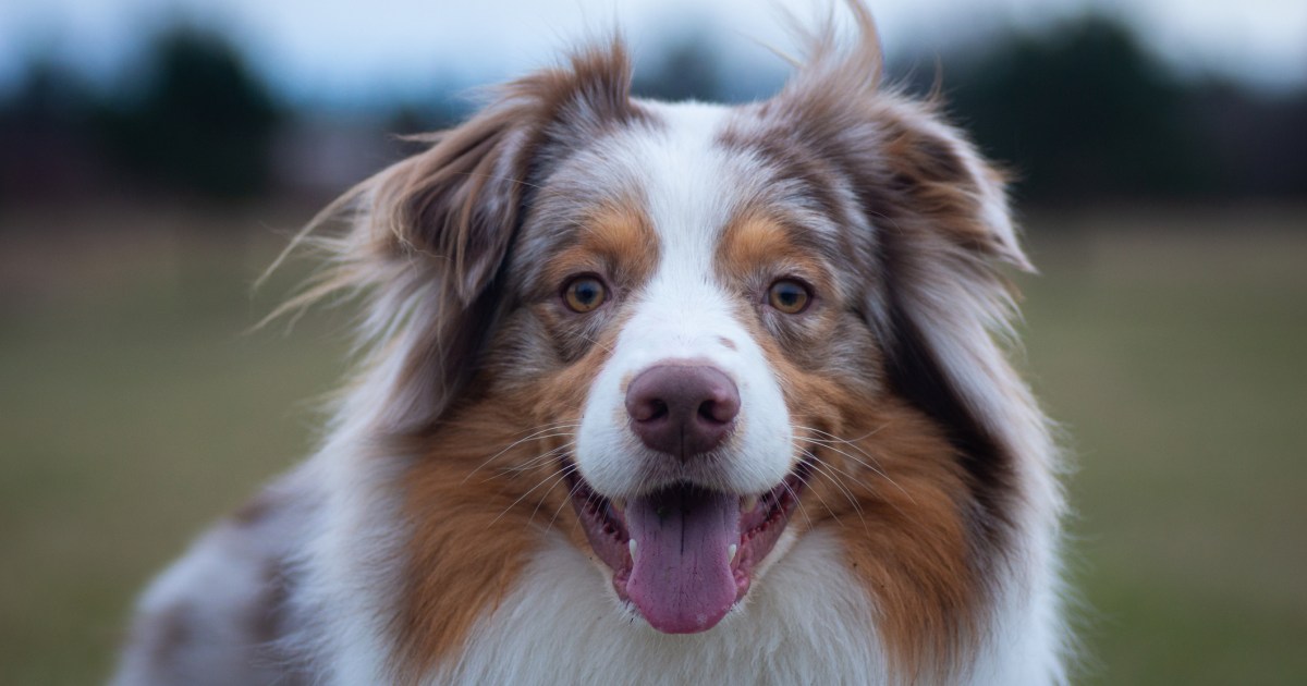 Miniature American Shepherd Dog Breed Information