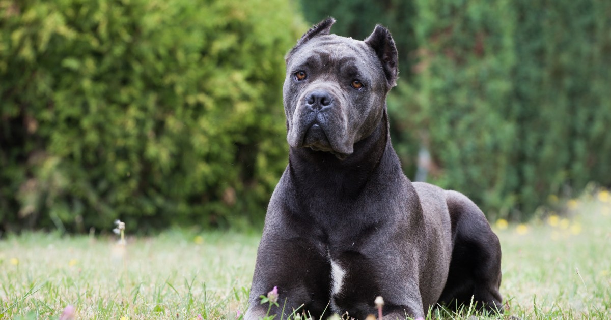 Presa Canario vs. Cane Corso Dog Breeds