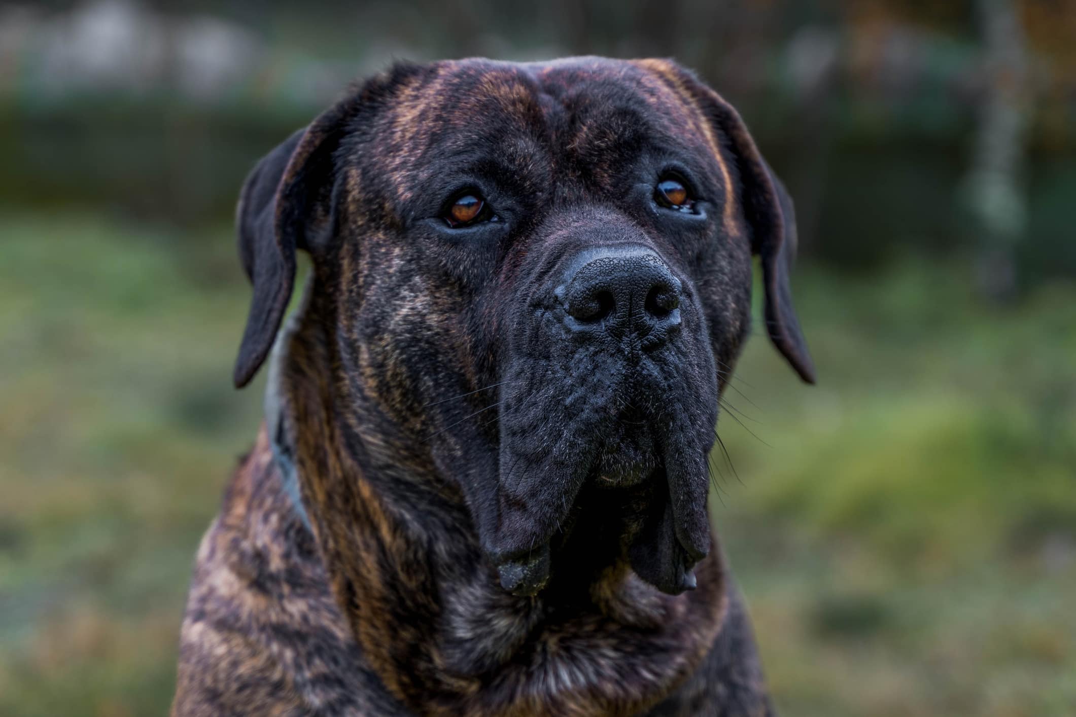 Presa Canario vs. Cane Corso Dog Breeds