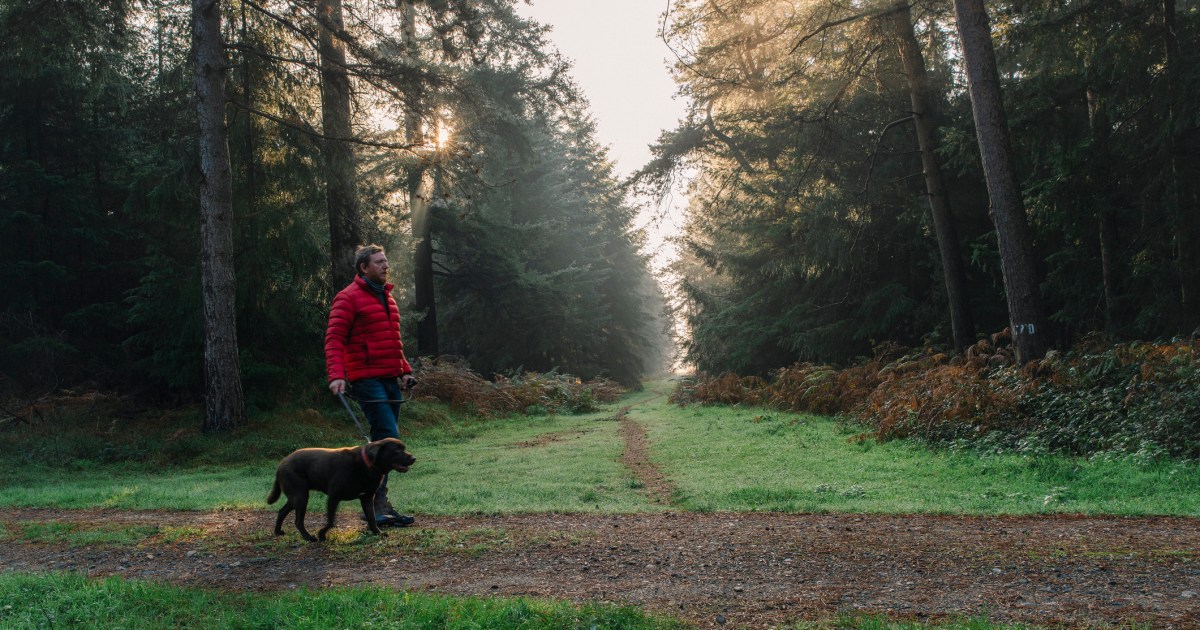 Alabama Rot, a Flesh-Eating Dog Disease, Spreading in UK