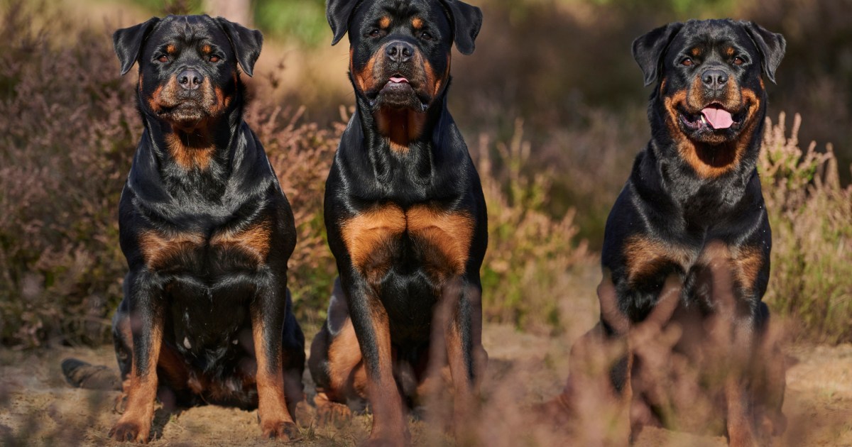 Deputies Kill 2 'Aggressive' Dogs in Washington, Footage Sparks Outrage