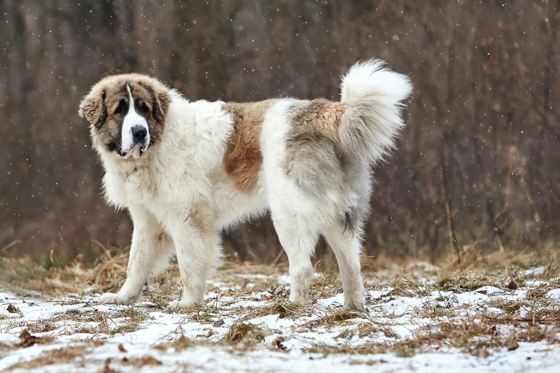 Pyrenean Mastiff Dog Information & Characteristics