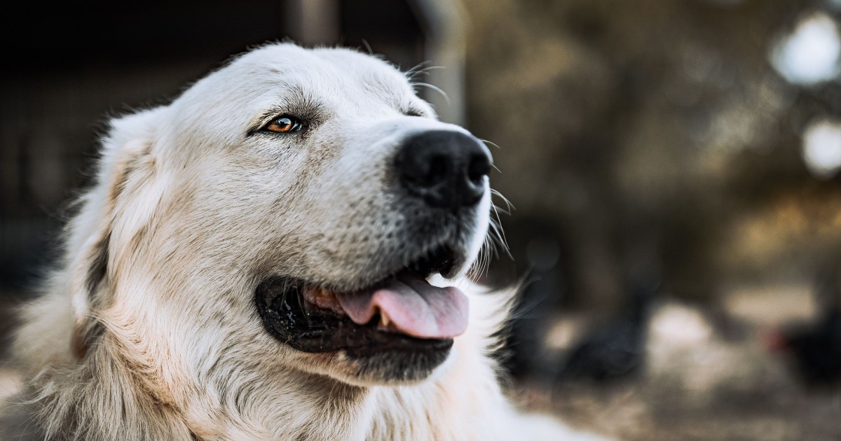 Tendency To Bark Or Howl