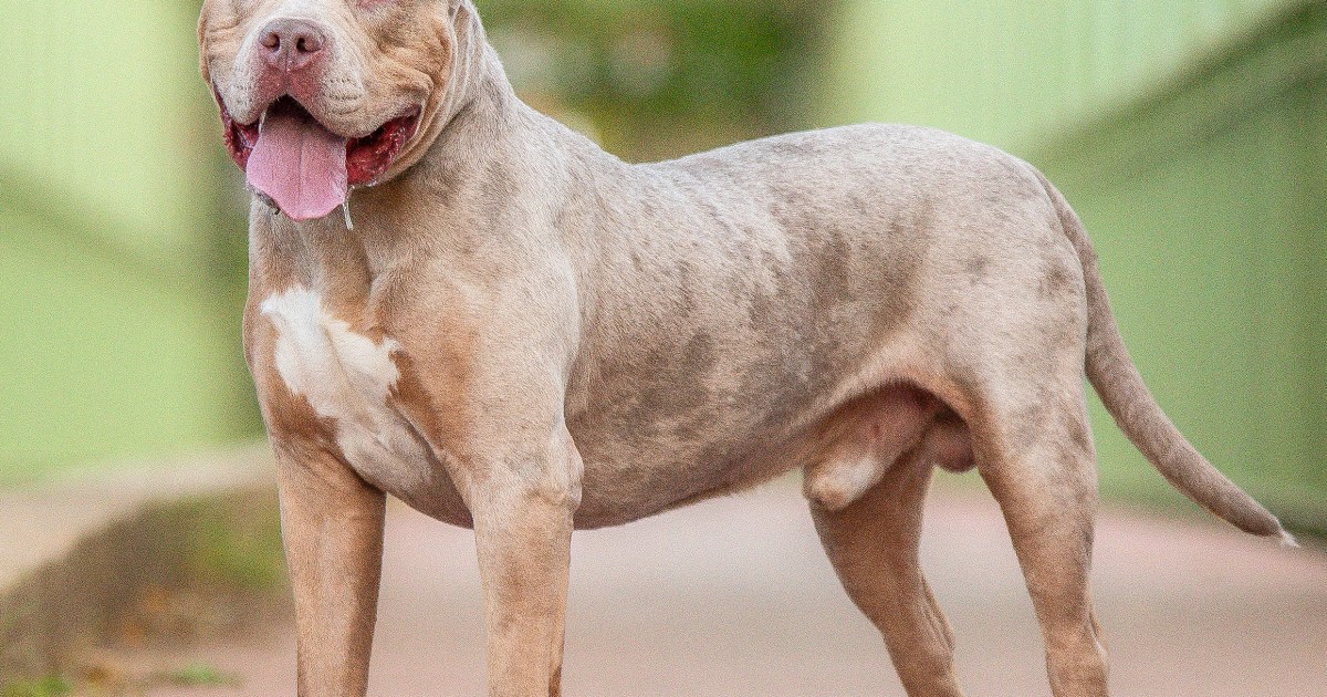 Woman Charged After XL Bully Dog Attacks & Injures Kids in UK