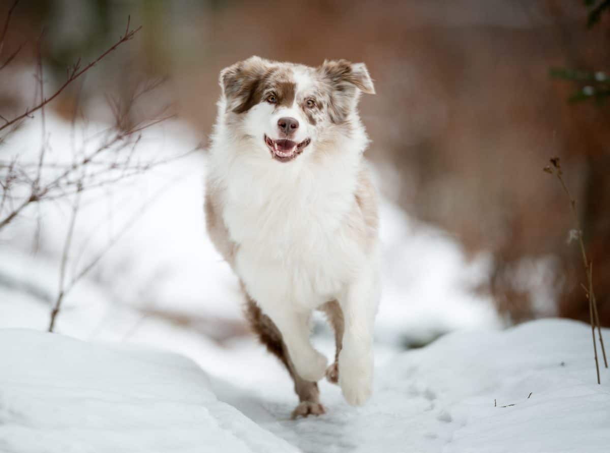 Miniature American Shepherd Dog Breed Information
