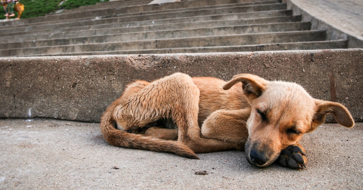 Grand Jury Indicts Woman Found With Decomposing Dog, Emaciated Horse