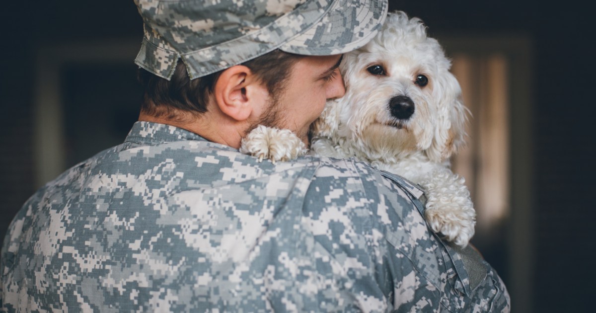 7 Rescue Puppies From Middle East Fostered by US Veterans