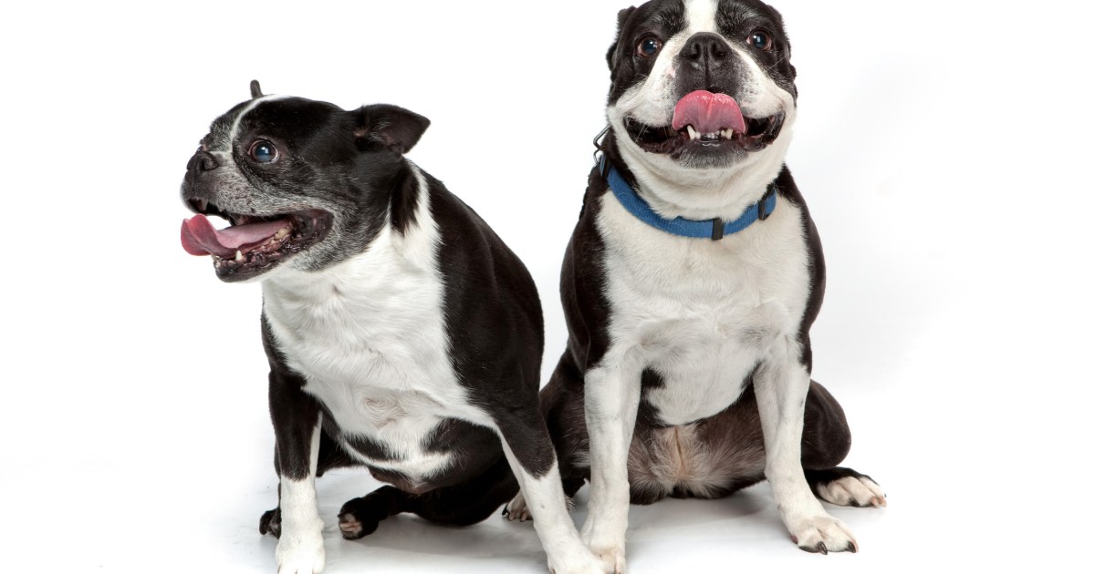 Boston Terriers Rescued From Ocean After California High-Speed Police Chase